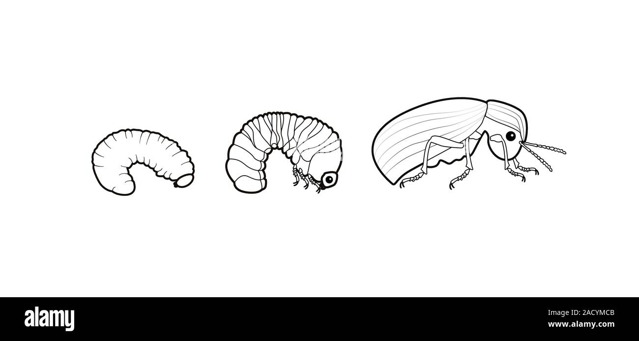 Deathwatch beetle life-cycle. Computer illustration showing the ...