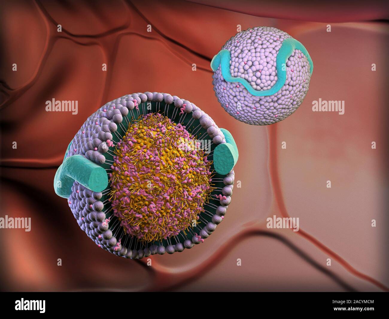 Lipoprotein. Cutaway computer illustration showing the structure of a ...