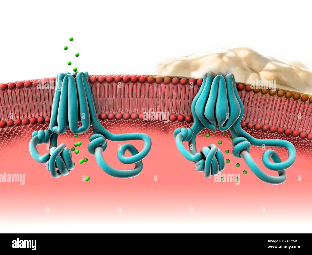 Normal and abnormal CFTR proteins. Computer illustration of a normally ... Normal and abnormal CFTR proteins. Computer illustration of a normally ...