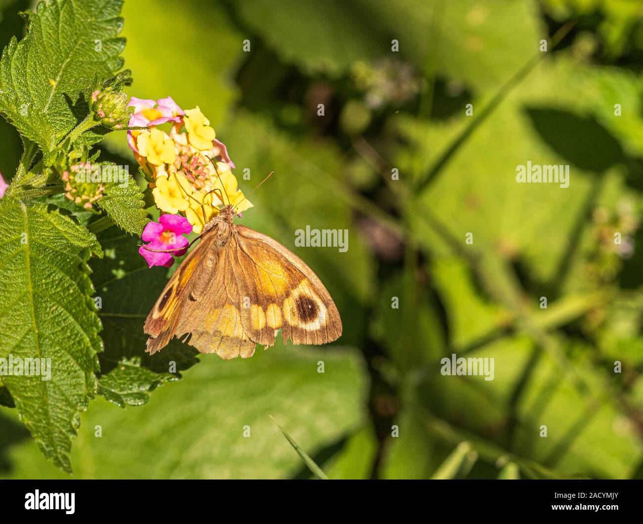 Maniola jurtina hispulla hi-res stock photography and images - Alamy