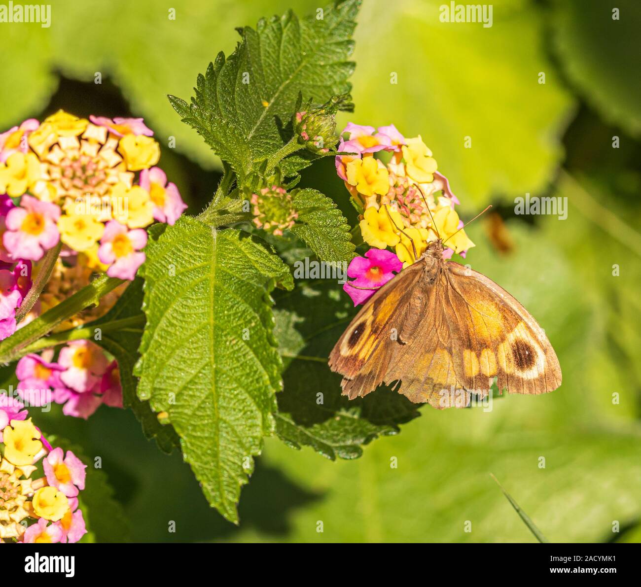 Maniola jurtina hispulla hi-res stock photography and images - Alamy
