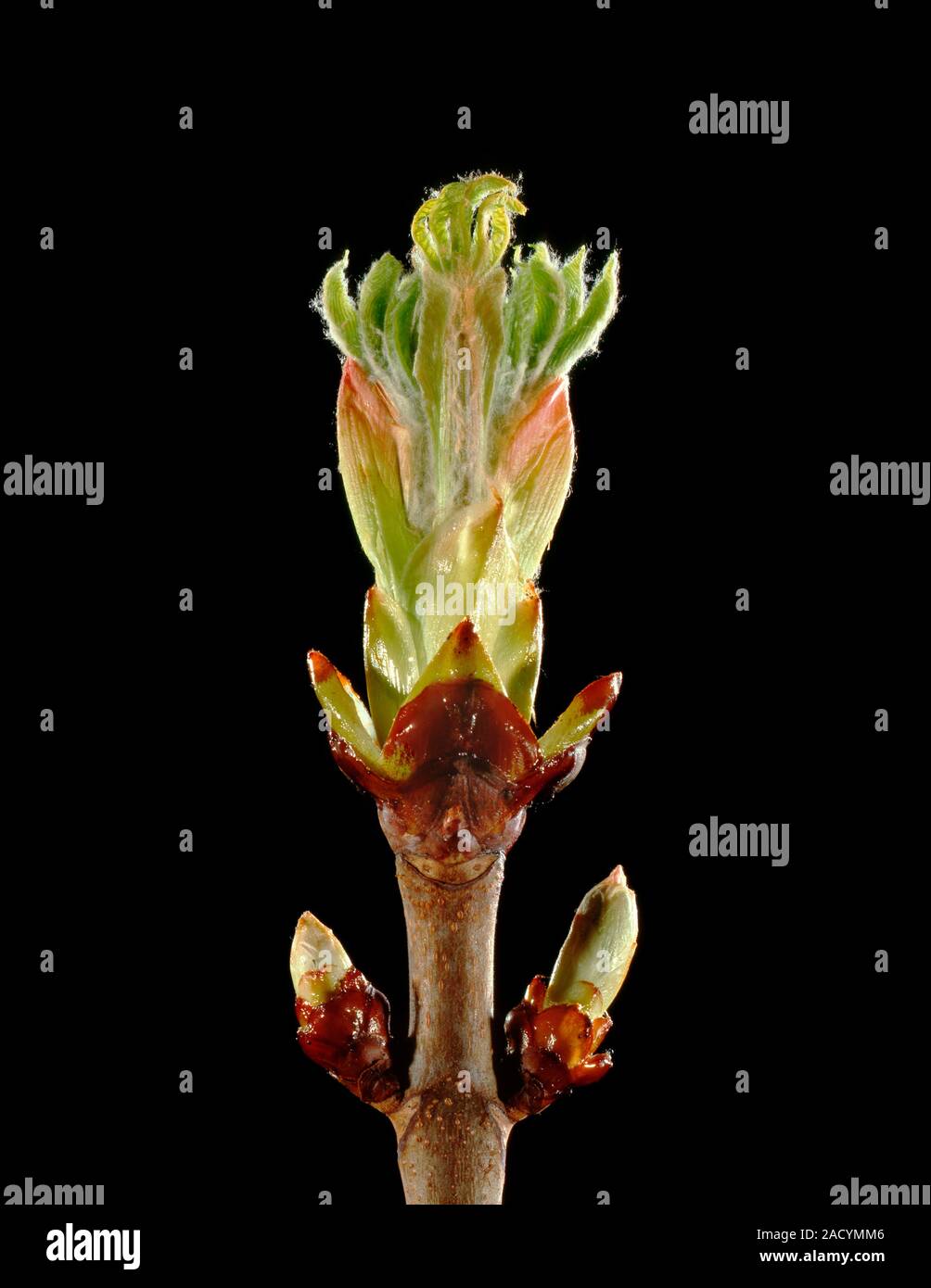 Horse chestnut (Aesculus hippocastanum) bud Stock Photo - Alamy