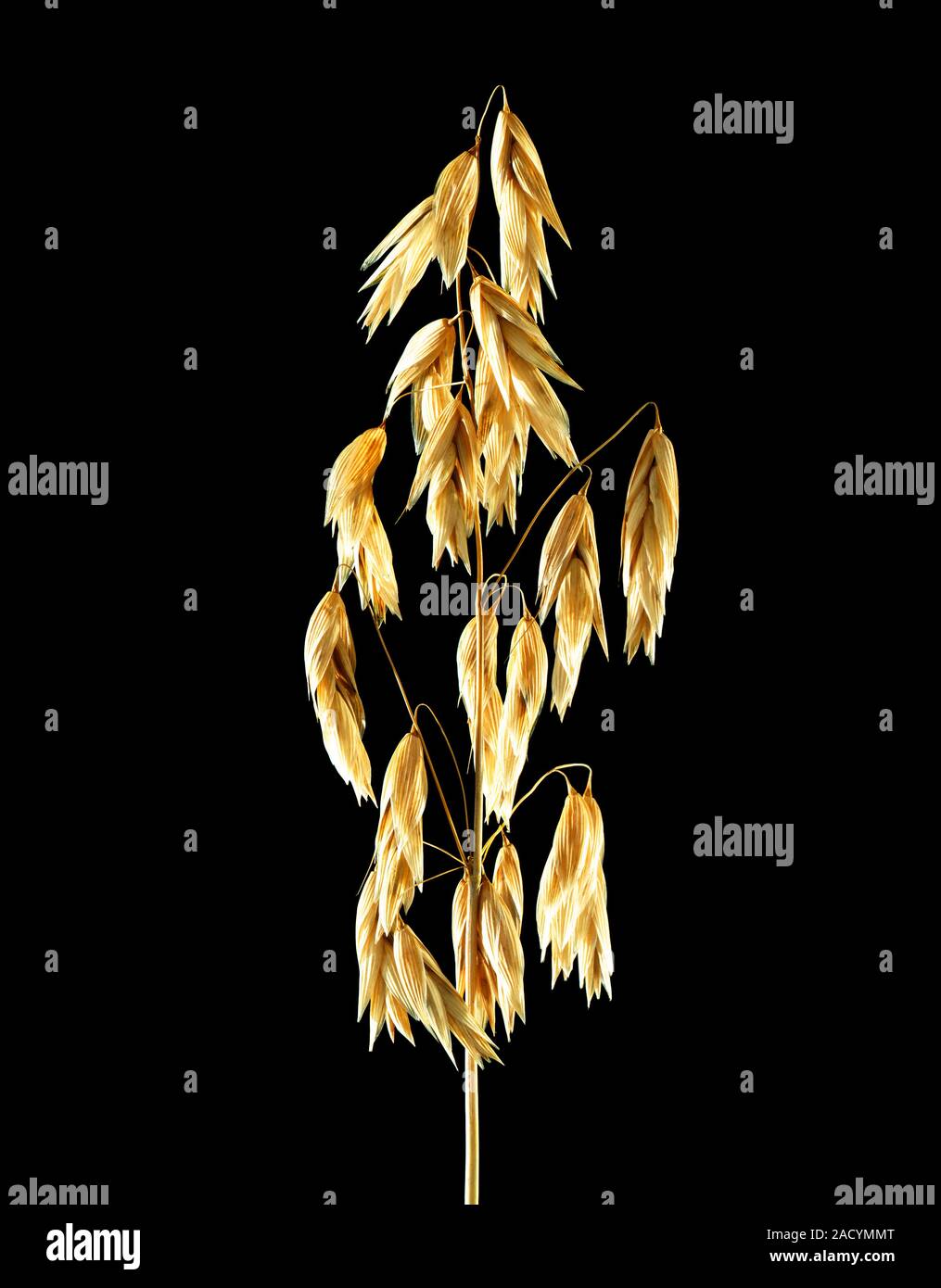 Common oat (Avena sativa) seed husks Stock Photo - Alamy