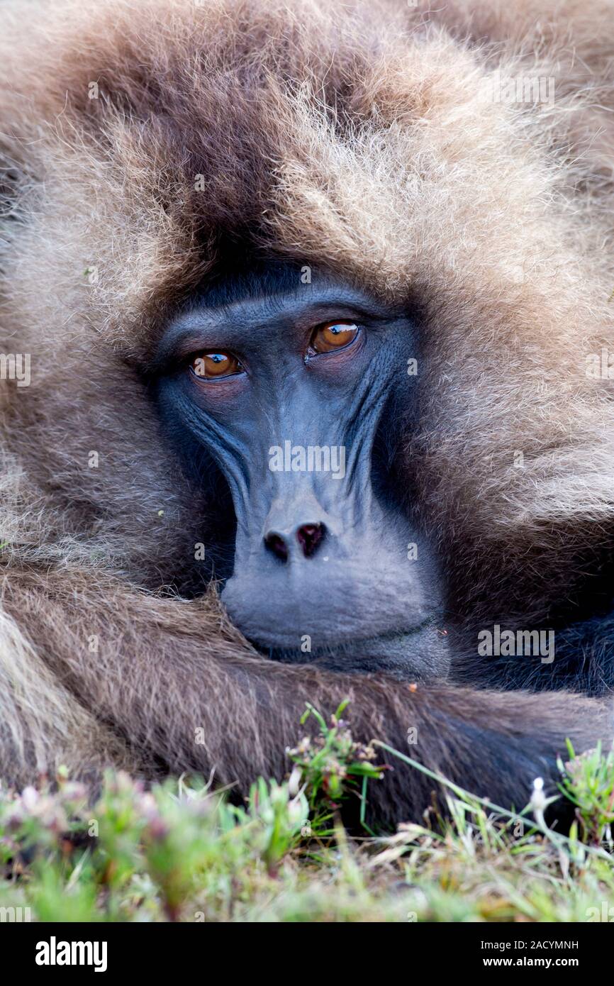 An adult male Gelada baboon (Theropithecus gelada) photographed in the ...