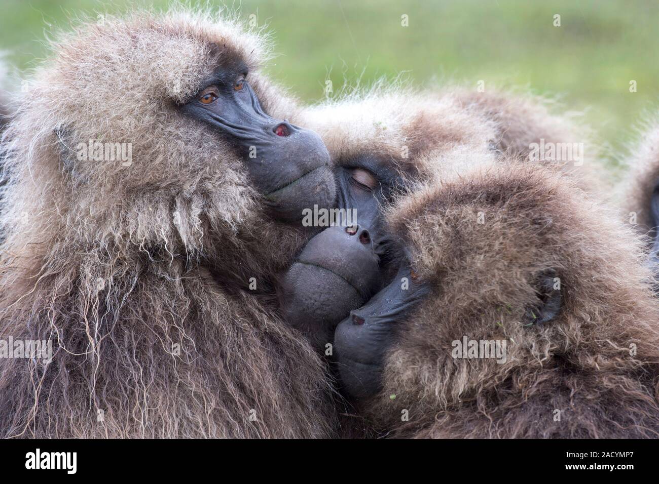 A troop of Gelada baboons (theropithecus gelada) huddled together to ...