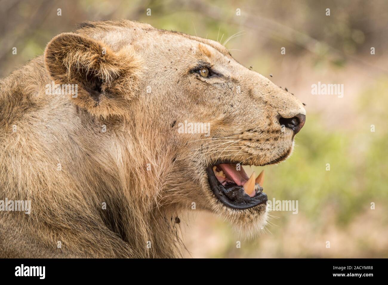 Side profile lion hi-res stock photography and images - Alamy