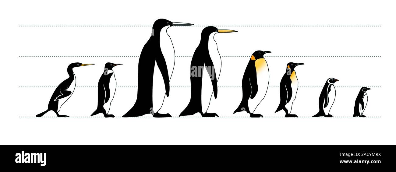 Extinct and living penguin comparison. Computer illustration comparing ...