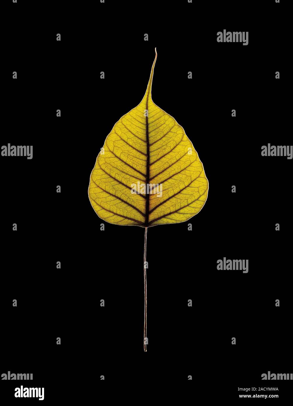 Sacred fig (Ficus religiosa) leaf Stock Photo - Alamy