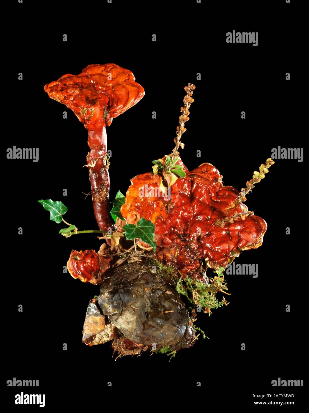 Reishi fungus (Ganoderma lucidum Stock Photo - Alamy