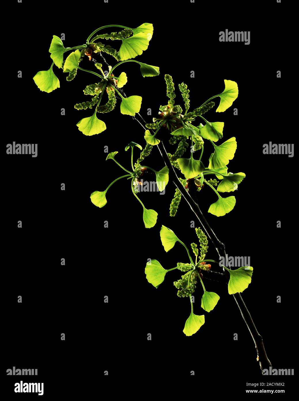 Branch of the Chinese maidenhair tree (Gingko biloba) with flowers. The ...