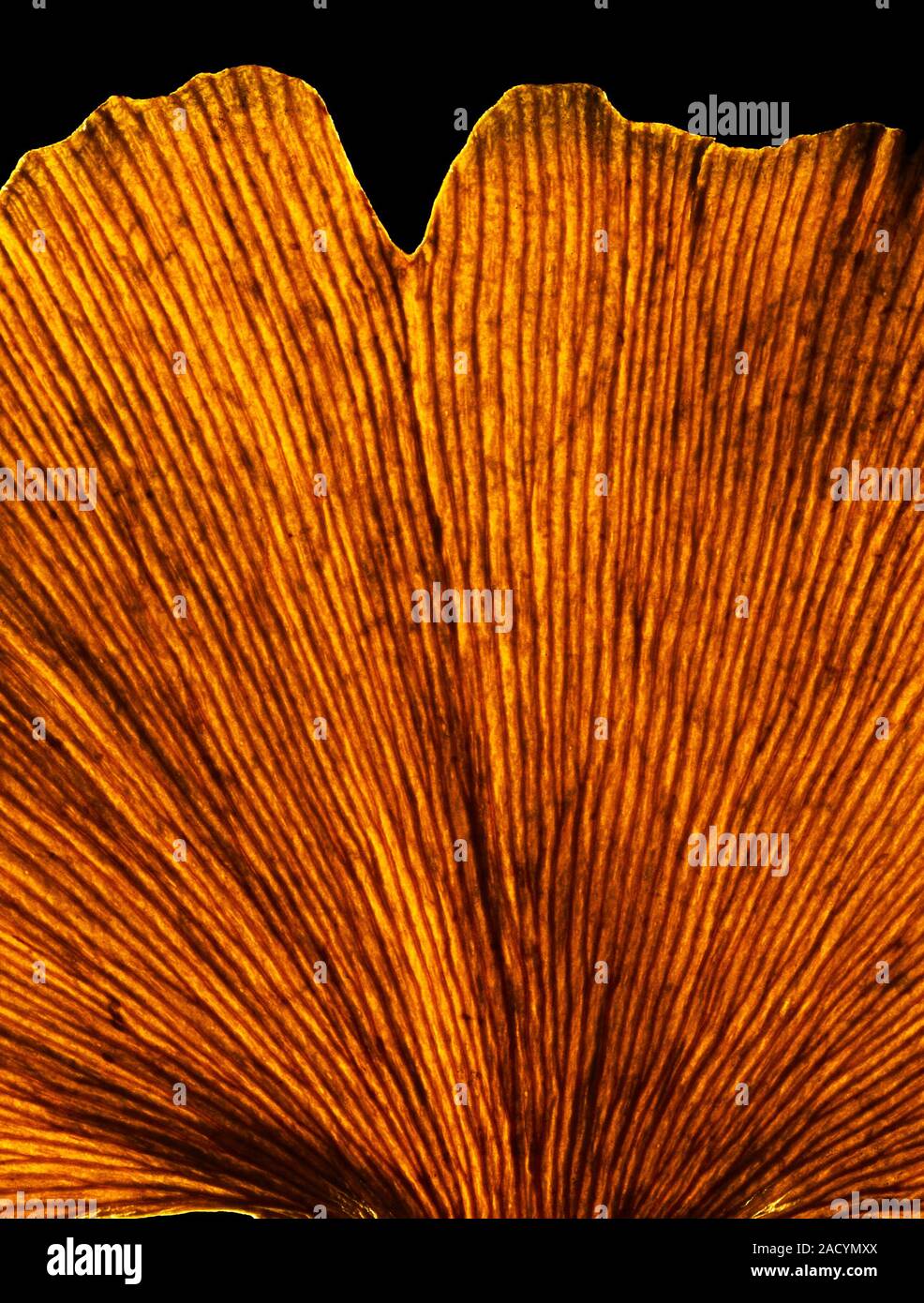 Leaf of the Chinese maidenhair tree (Gingko biloba). This two-lobed ...