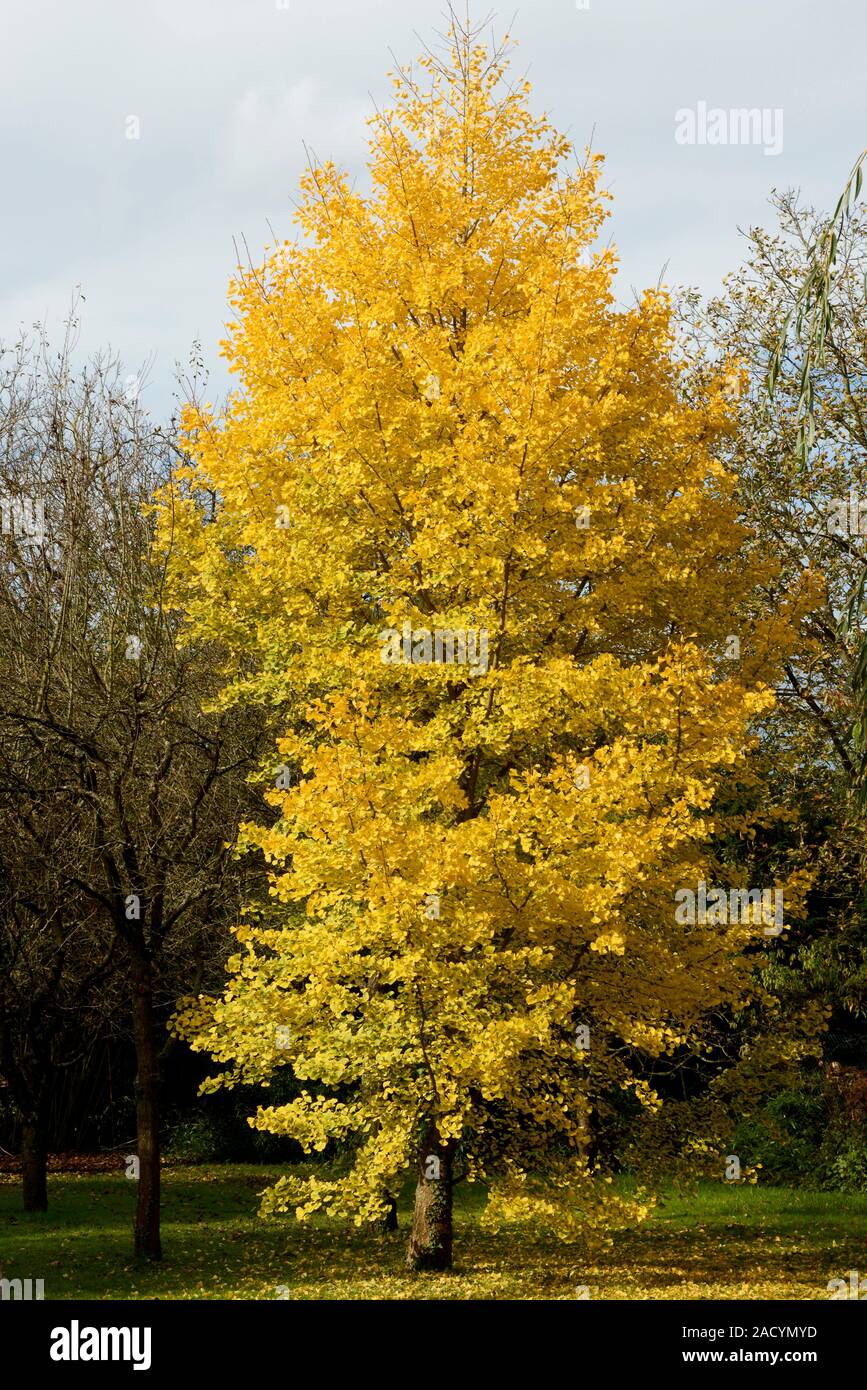 Chinese maidenhair tree (Gingko biloba) in autumn. The two-lobed leaves ...
