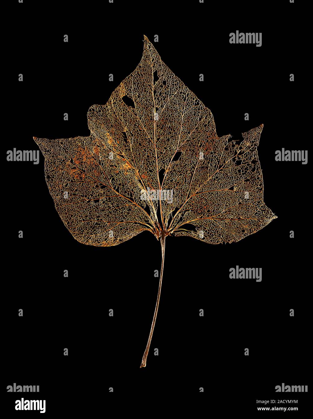 Decayed ivy (Hedera helix) leaf. Once fallen from the plant the leaf ...
