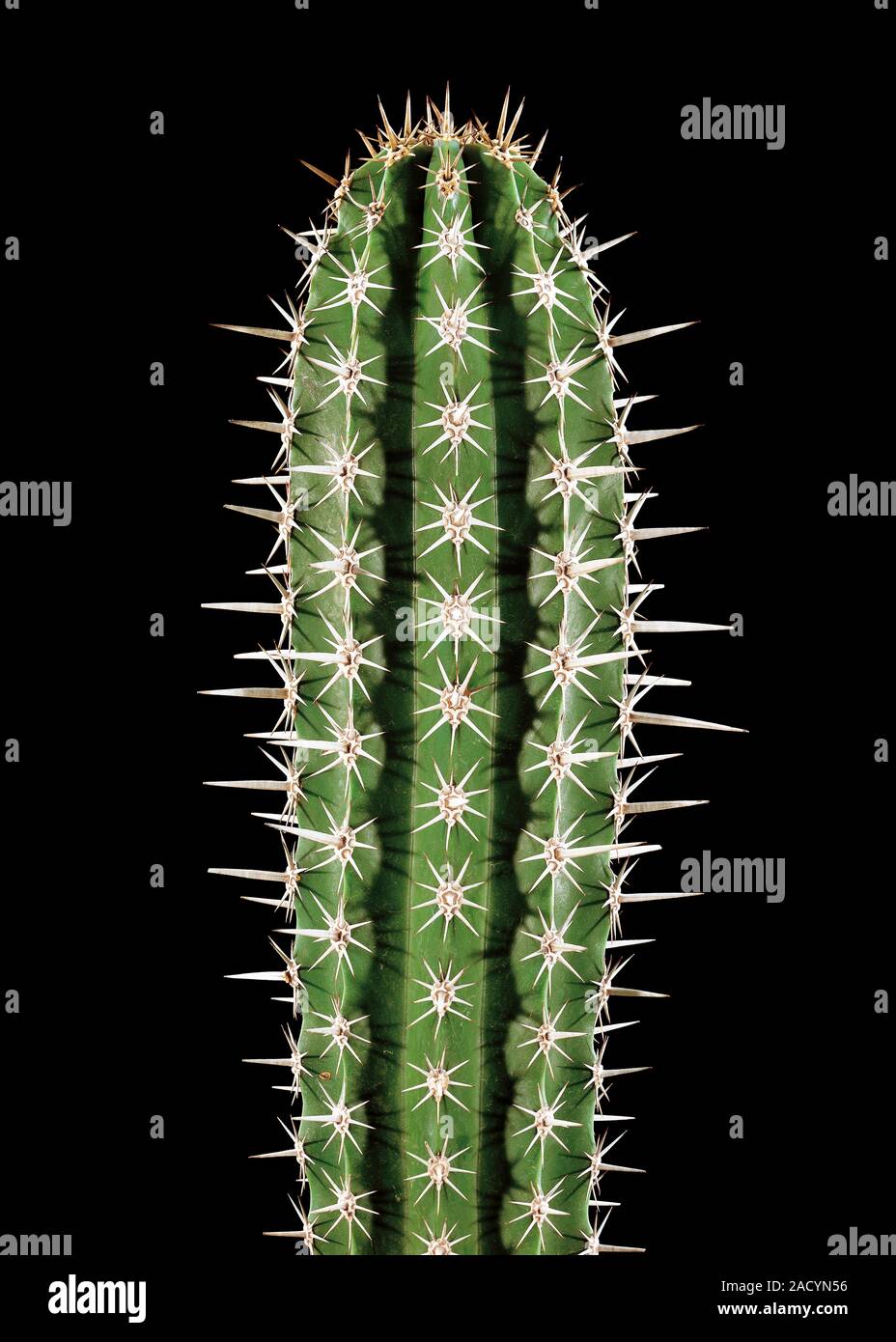Polaskia chichipe cactus Stock Photo - Alamy