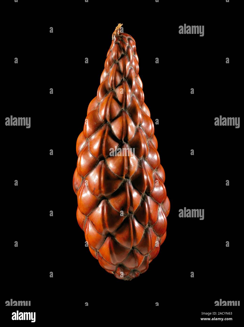 Raffia palm (Raphia farinifera) fruit Stock Photo - Alamy