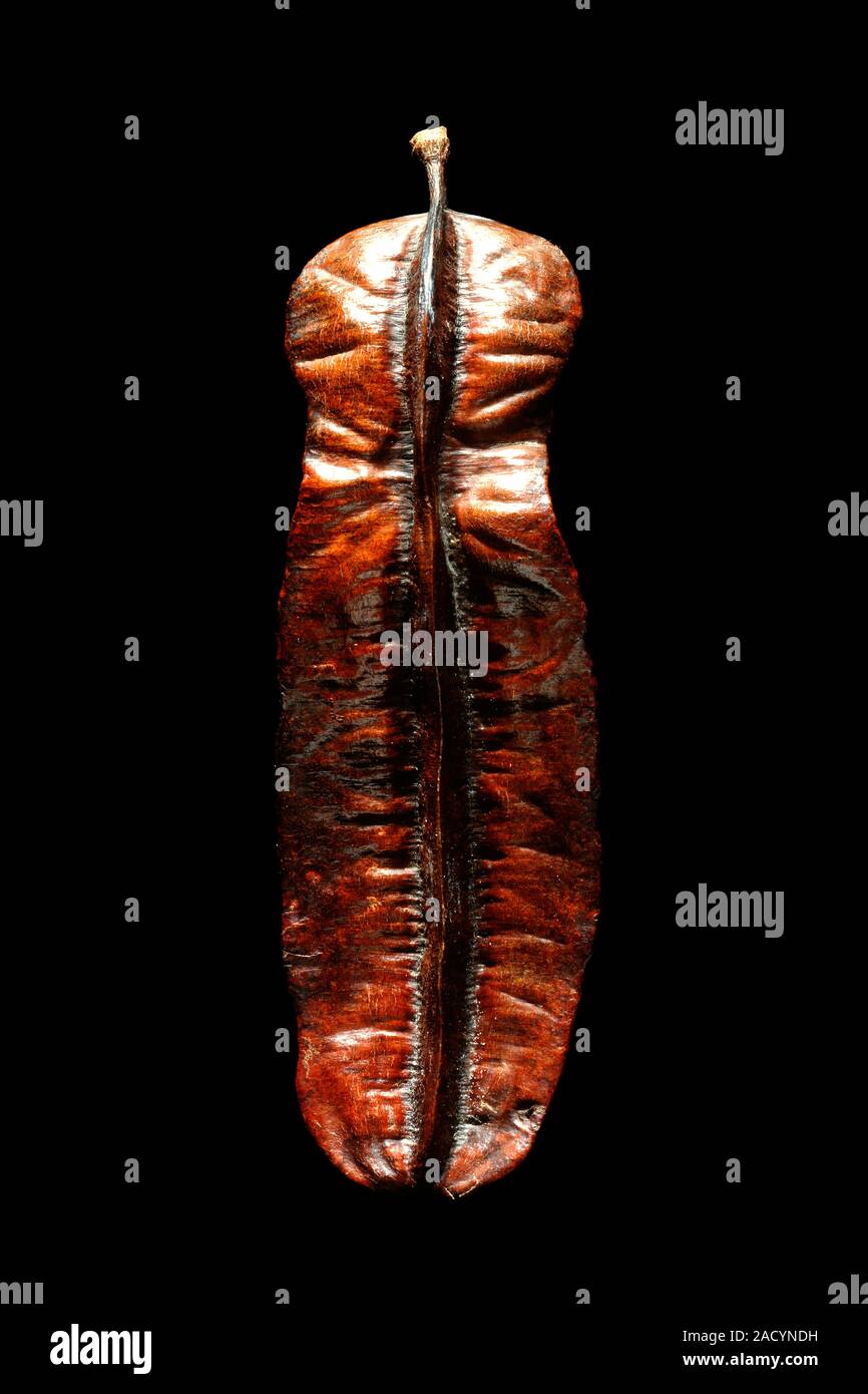 Tetrapleura tetraptera fruit Stock Photo - Alamy