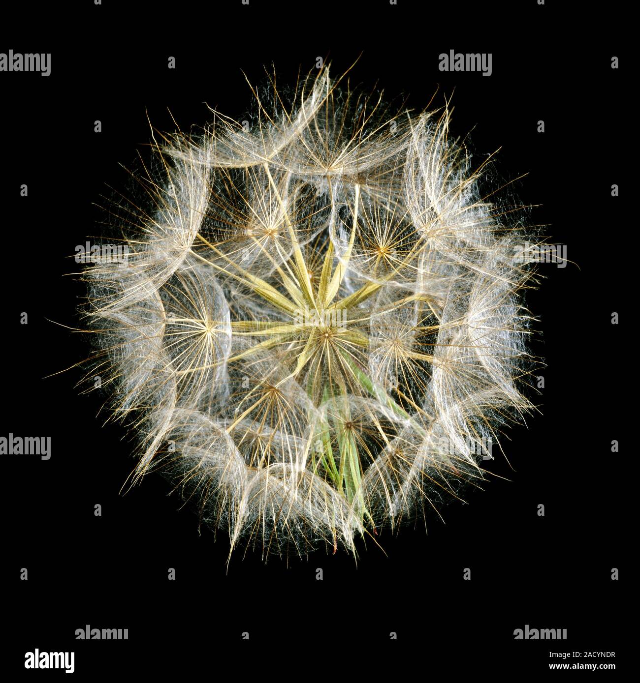 Goat's beard (Tragopogon pratensis) seedhead. Each seed is topped by a ...