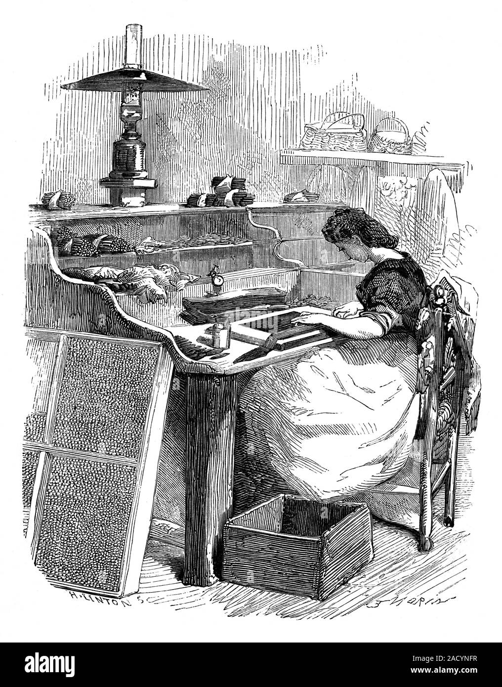 Cigar production, 19th century. Illustration of a worker rolling hand ...