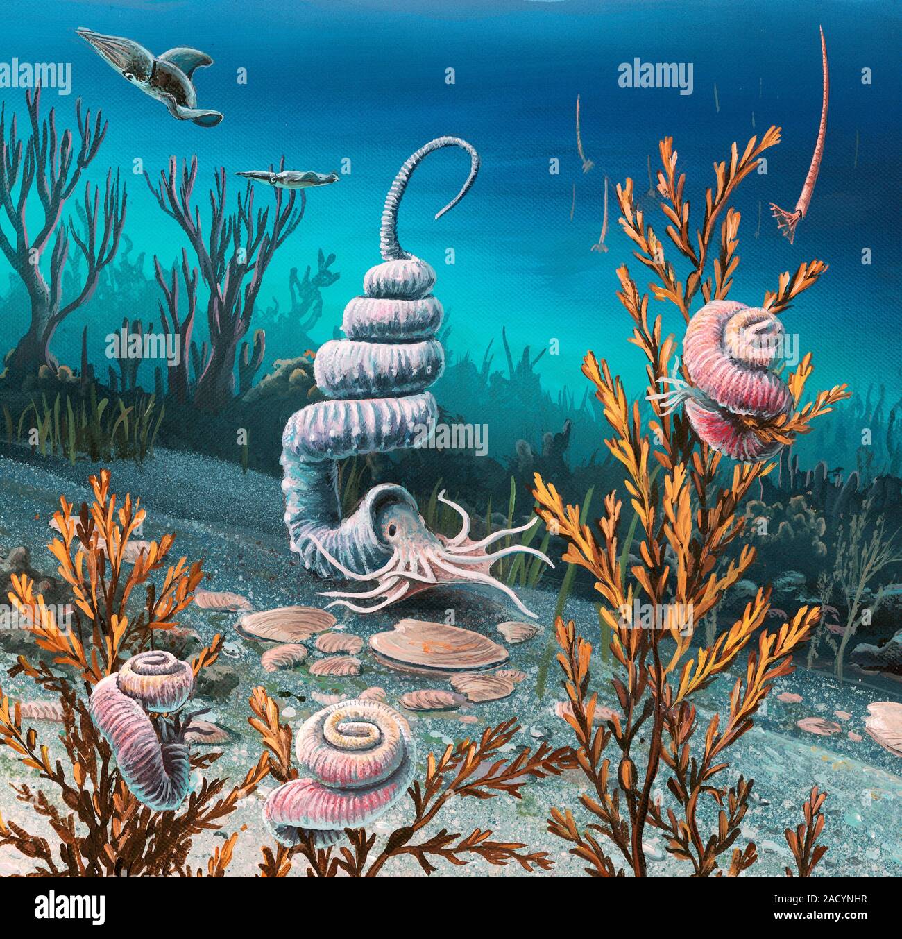 Cretaceous heteromorph ammonites, artwork. Late Cretaceous ...