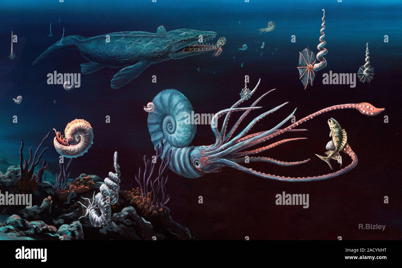 Cretaceous marine animals, artwork. In the background a mosasaurus is ...