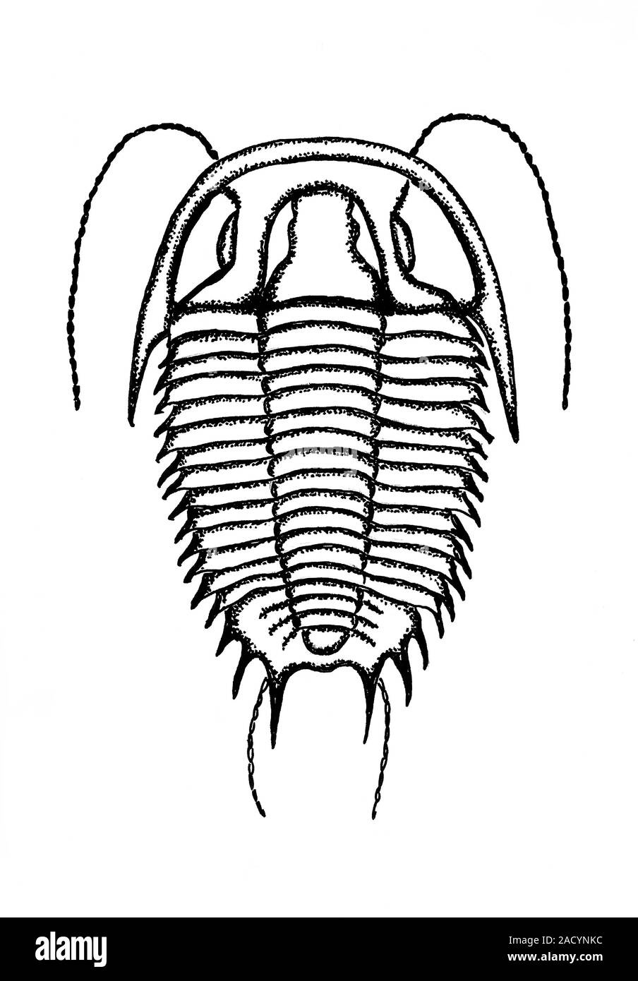 Illustration of a trilobite, symbolic animal of the Cambrian Stock ...
