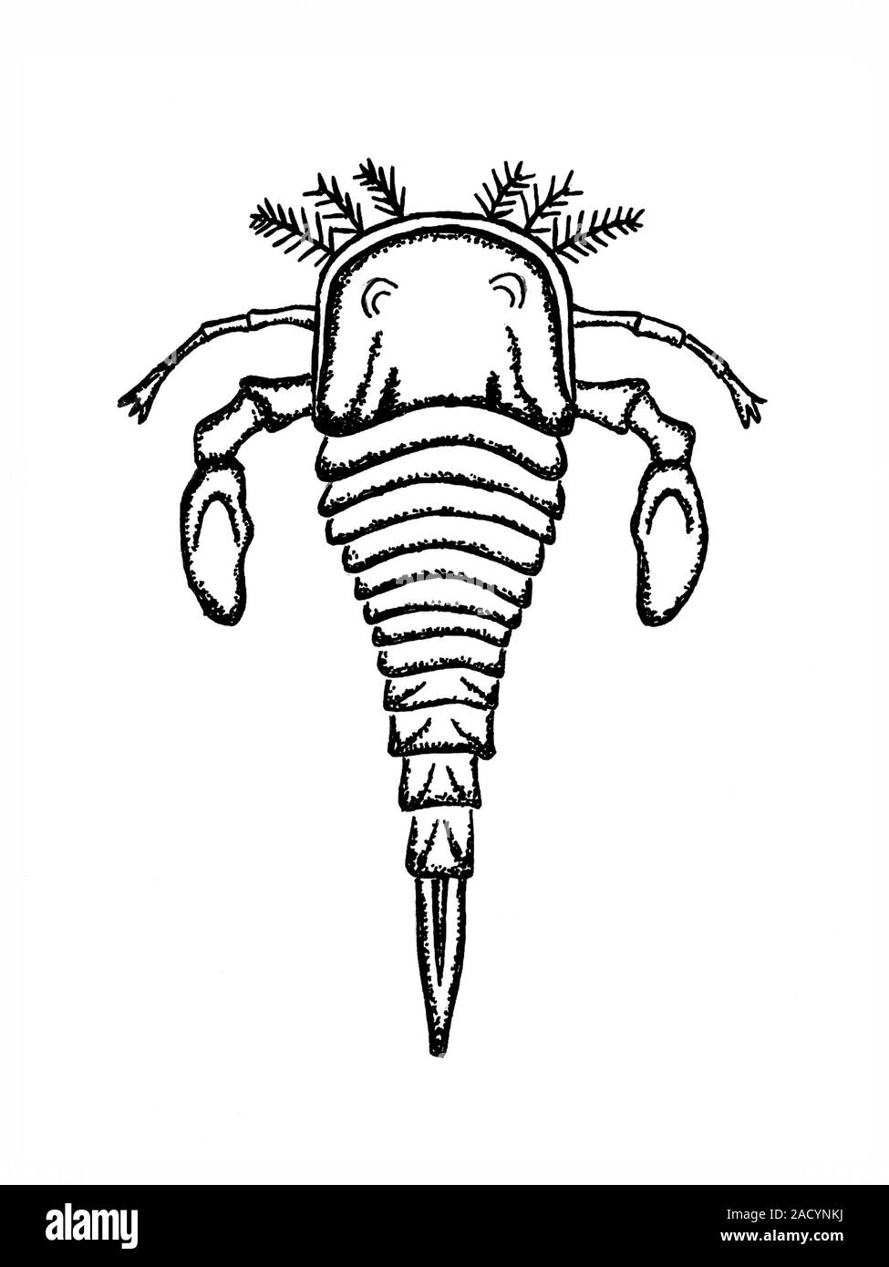 Illustration of an Eurypterids (sea scorpion Stock Photo - Alamy
