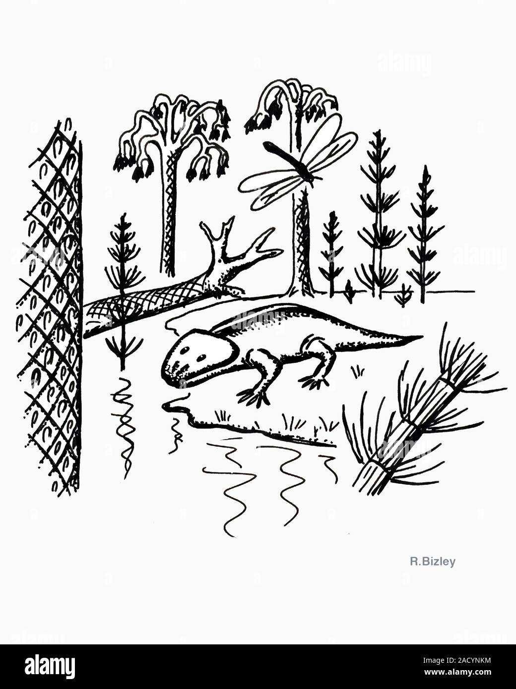 Illustration showing an amphibian in a swamp Stock Photo - Alamy