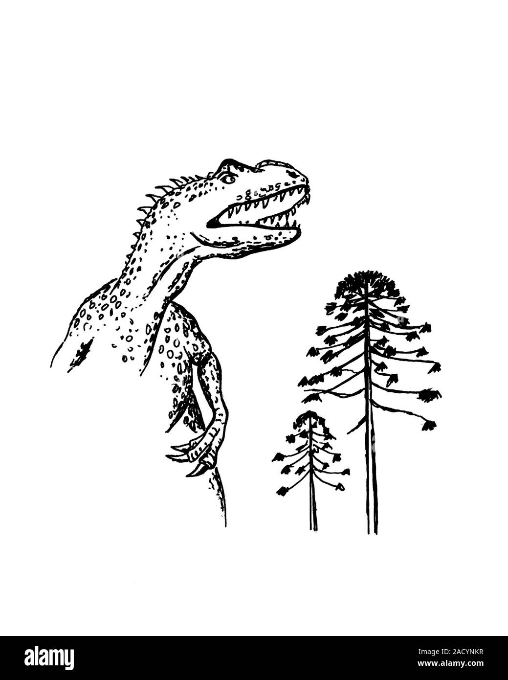 Illustration of an Allosaurus and Araucaria trees Stock Photo - Alamy