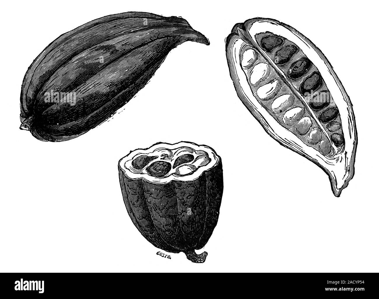 Cocoa pods. 19th-century illustration of a whole cocoa pod (upper left ...