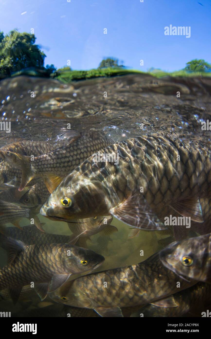 A large school of mahseer fish, Tor tambroides. Due to large stretches ...