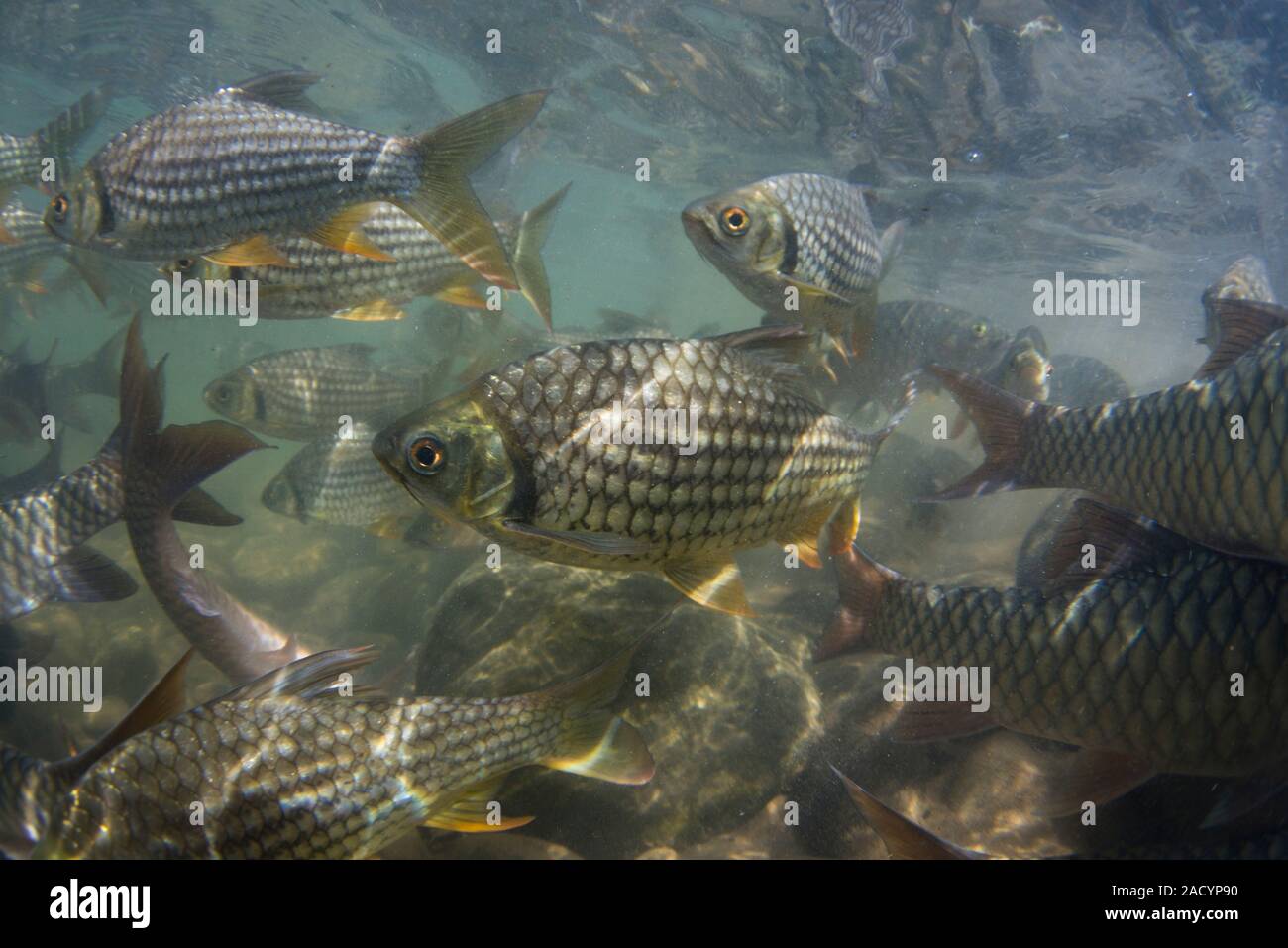 A school of tinfoil barbs, Barbonymus schwanenfeldii. Photographed in ...