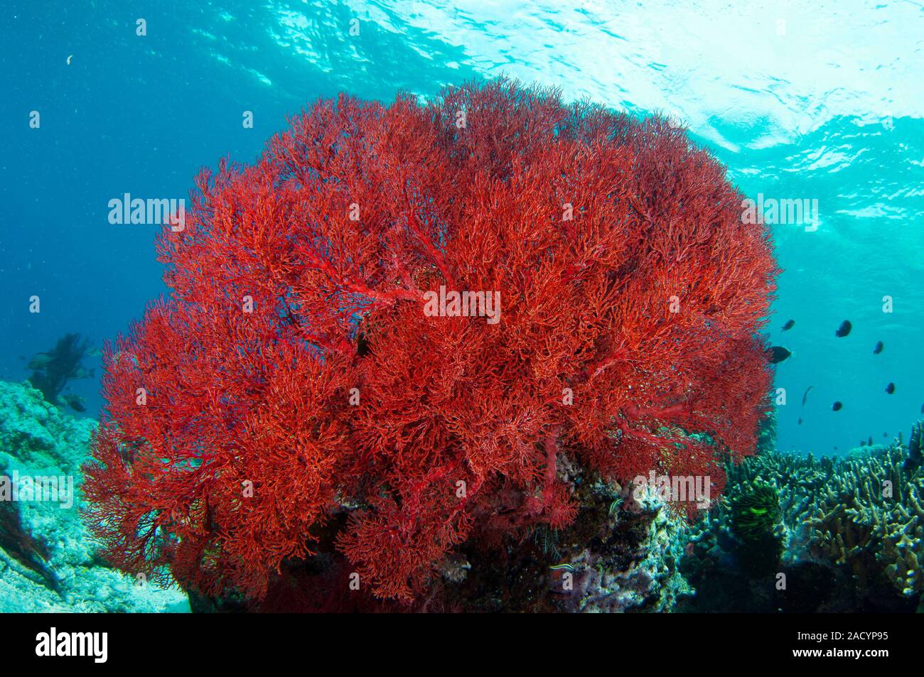 A large red sea fan on reef in clear blue waters. Photographed off ...