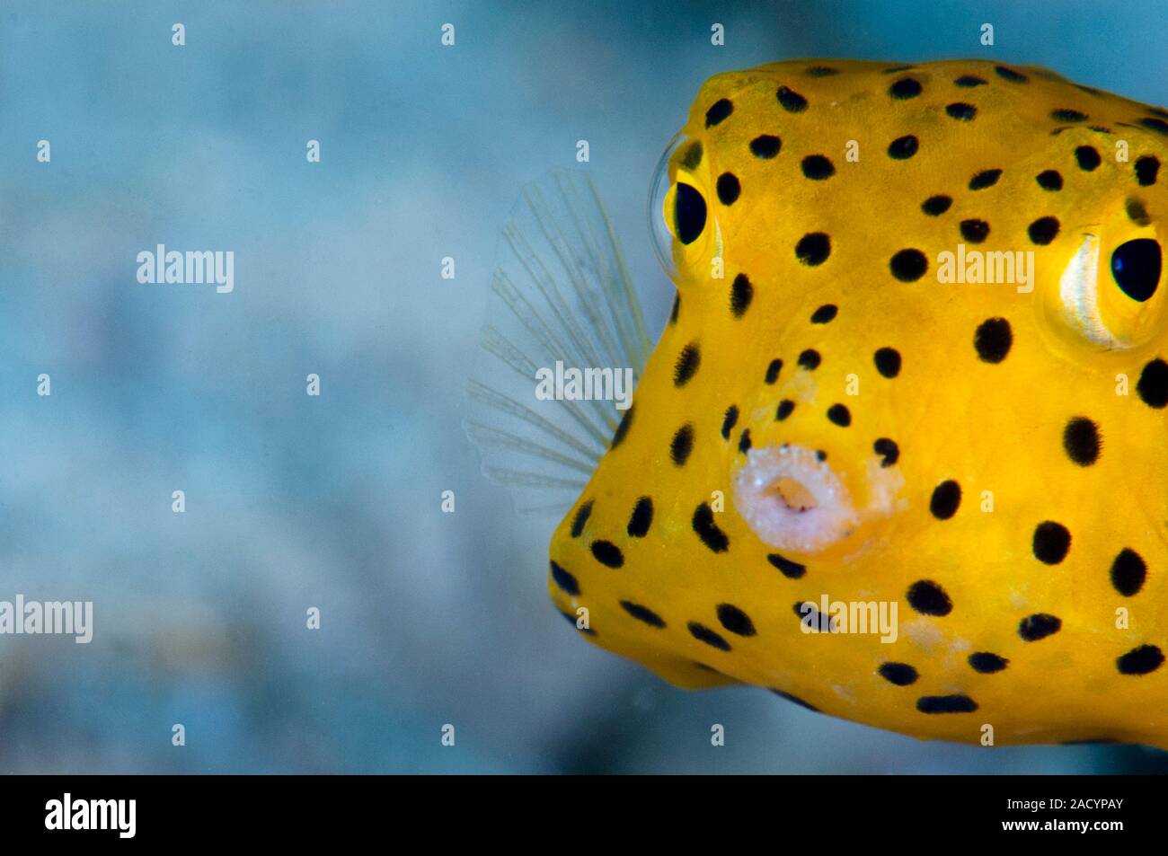 A curious juvenile yellow boxfish, Ostracion cubicus. Photographed off ...