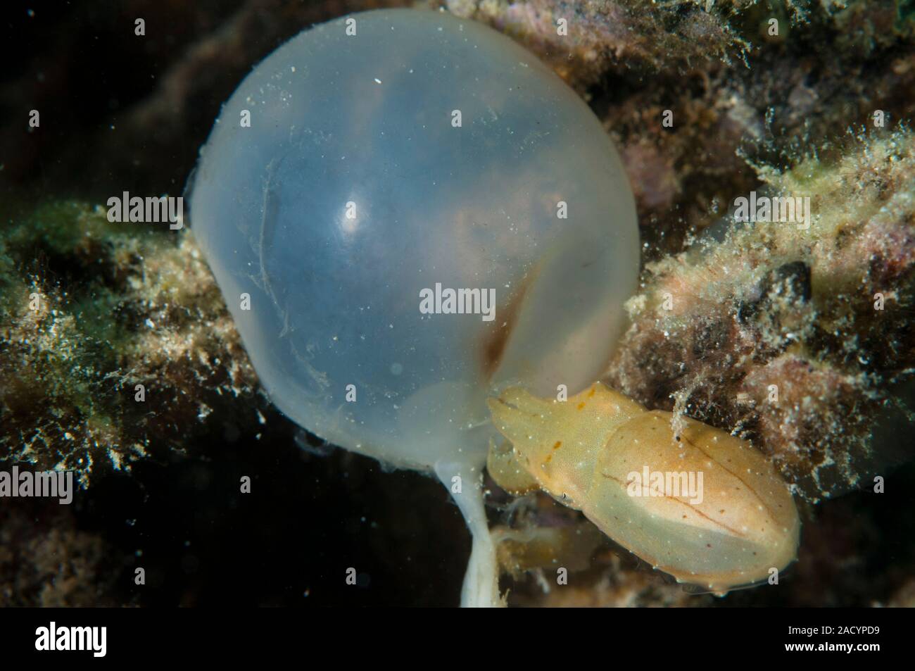 A tiny broadclub cuttlefish, Sepia latimanus, hatching from its egg ...