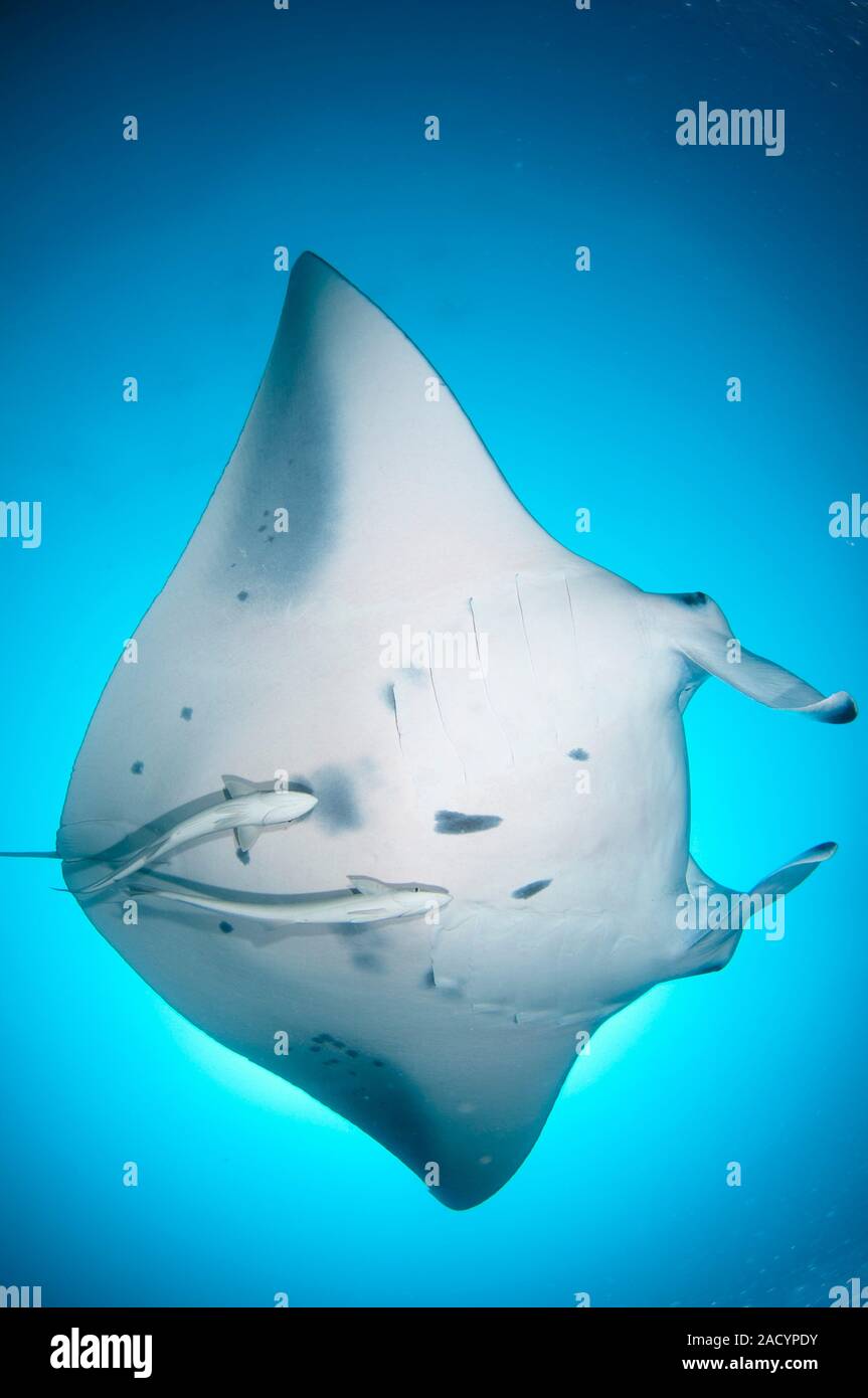 A manta ray, Manta alfredi, photographed from below whilst swimming in ...