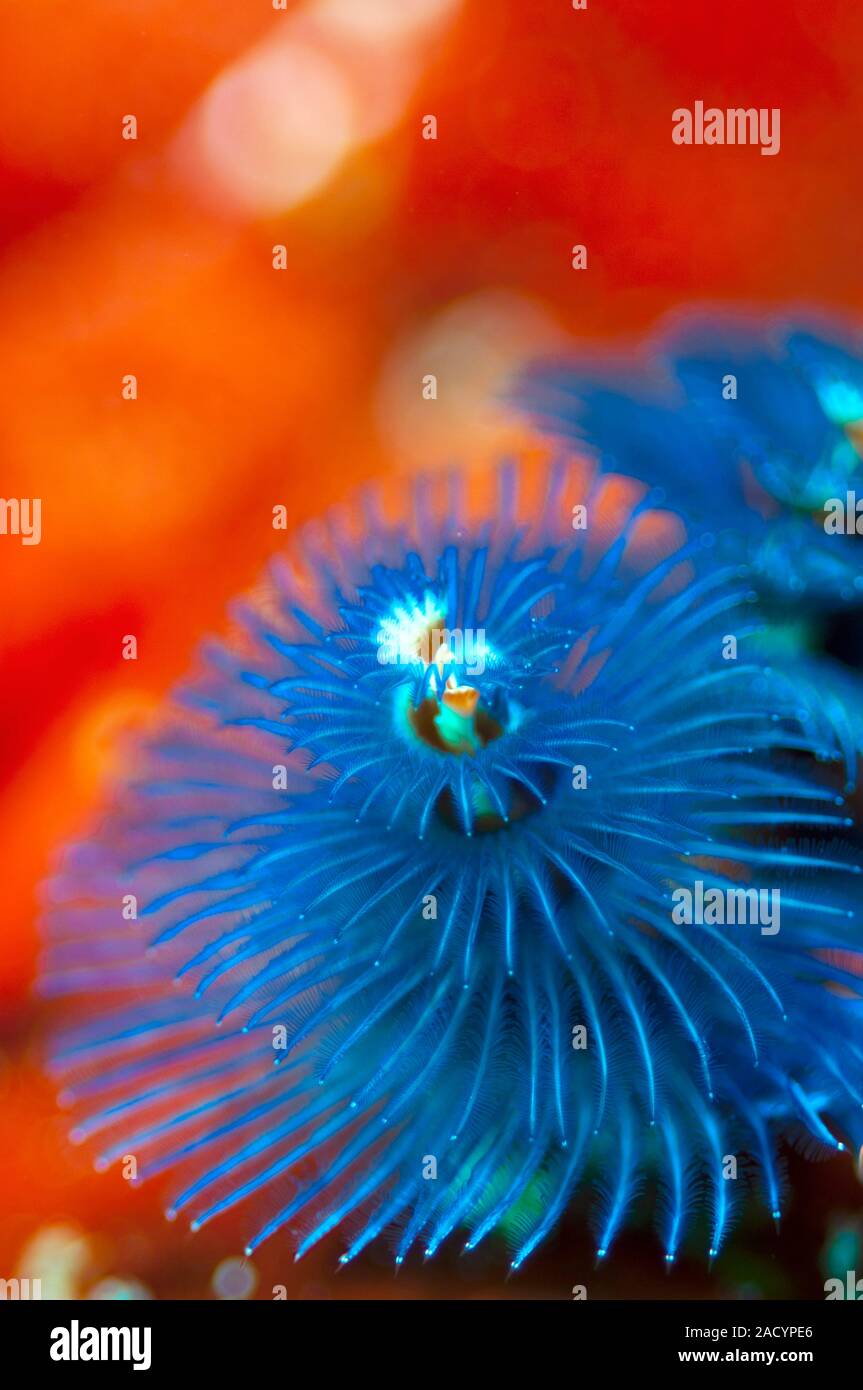 bright blue christmas tree worms, Spirobranchus giganteus. Photographed ...
