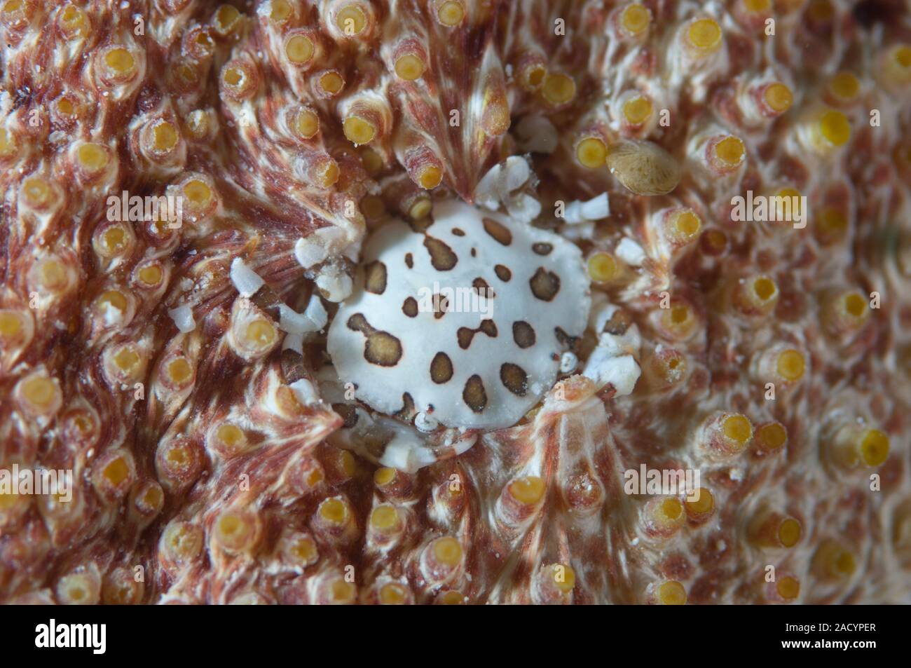 A harlequin crab, Lissocarcinus orbicularis. This is a small commensal ...