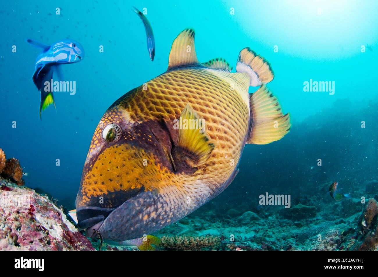 A Titan triggerfish, Balistoides viridescens. Feeding on coral with its ...