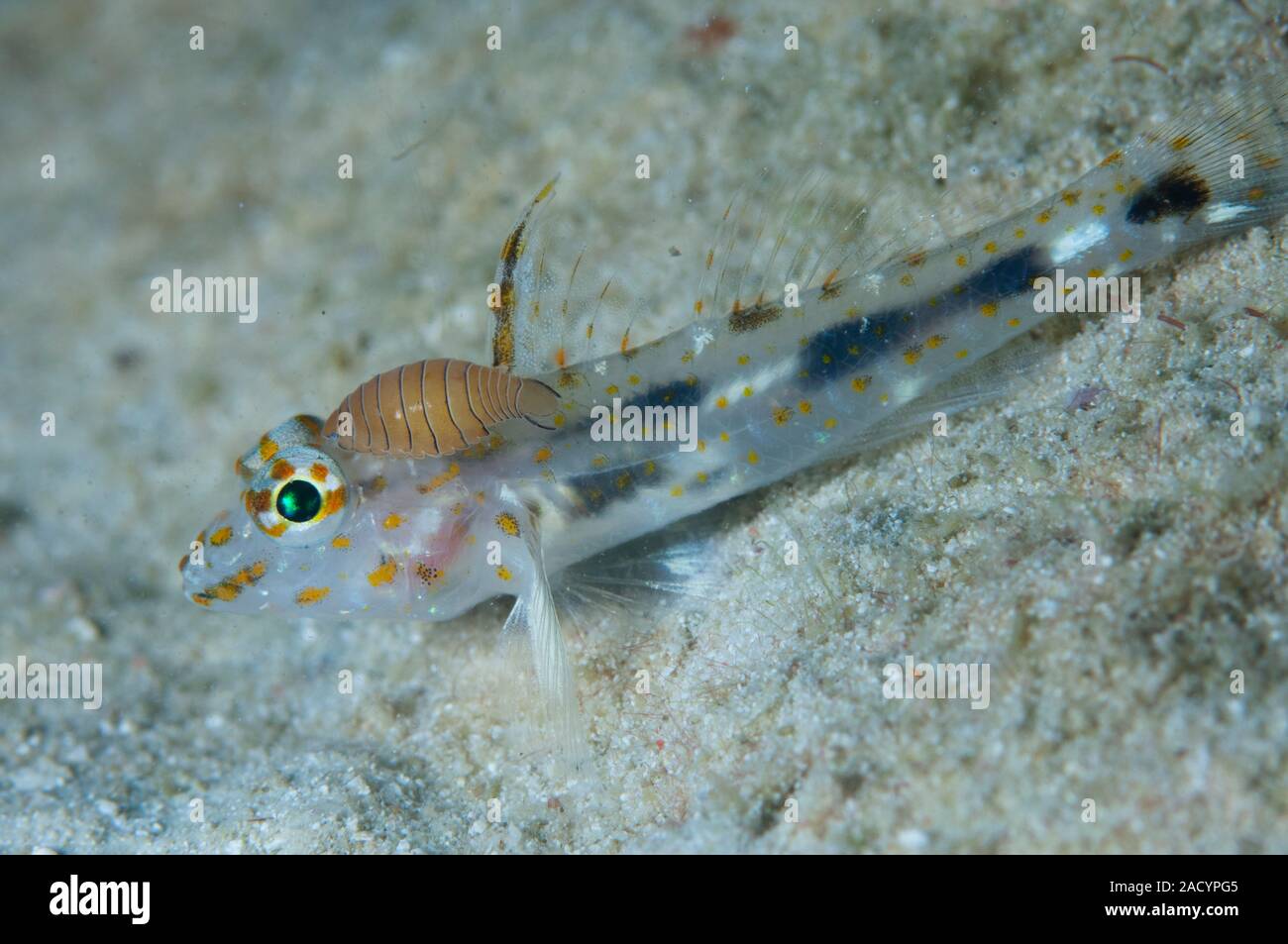 A Parasitic Isopod Hitching A Ride On A Female Blotched Goby Coryphopterus Inframaculatus