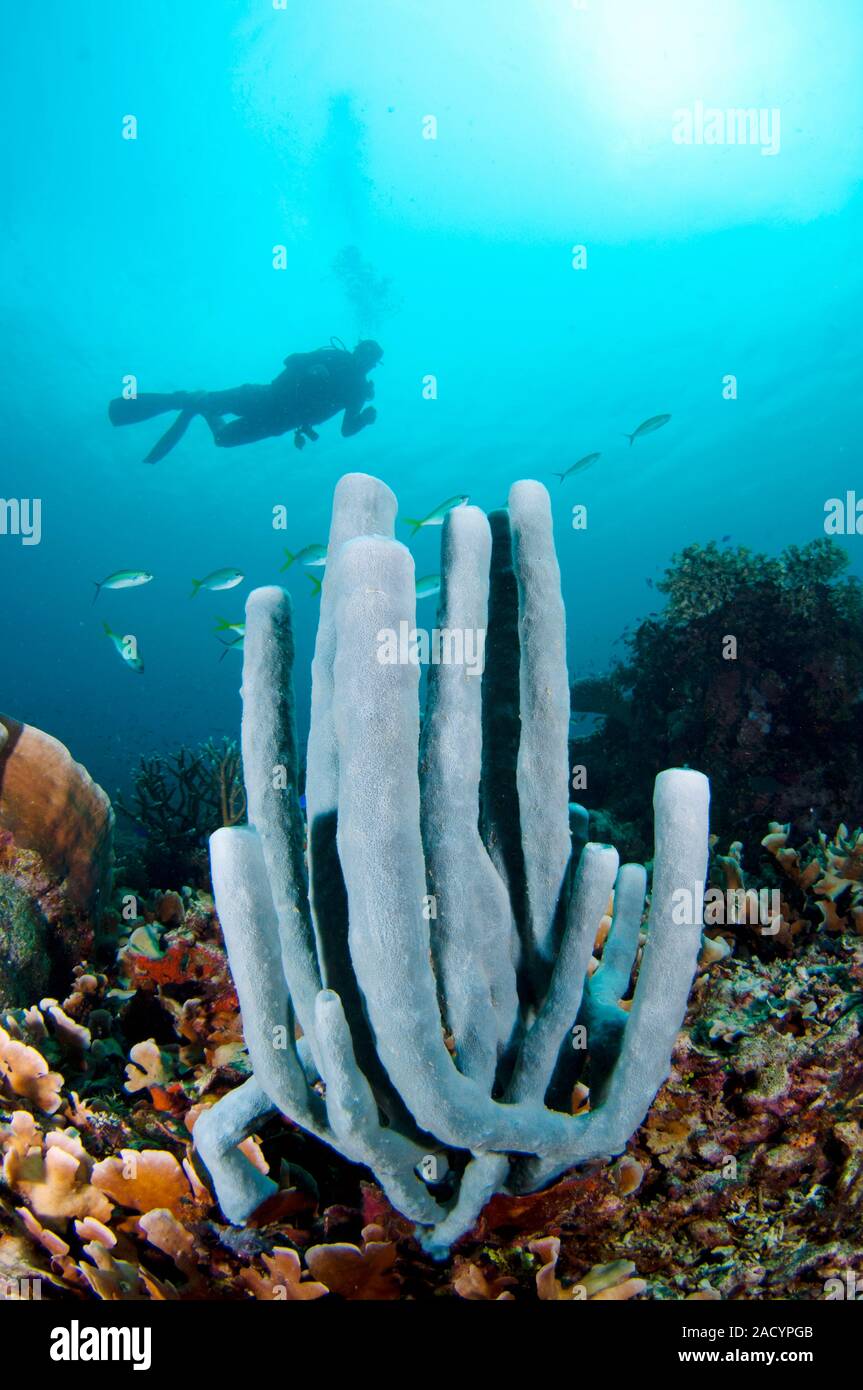 A diver silhouetted over large blue tube sponge, Callyspongia sp ...