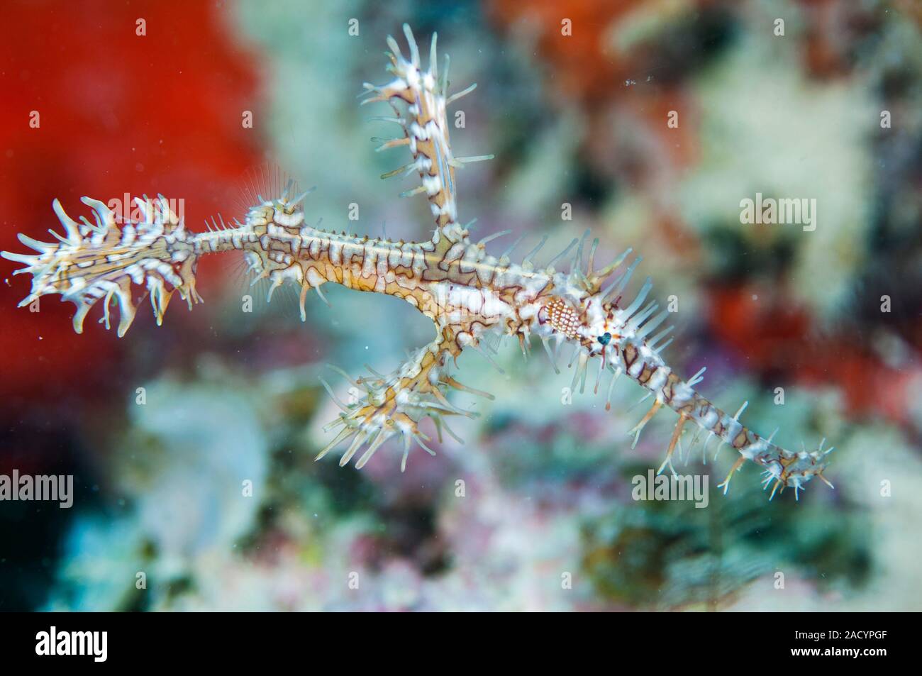A full body profile of a female Ornate Ghost Pipefish, Solenostomus ...
