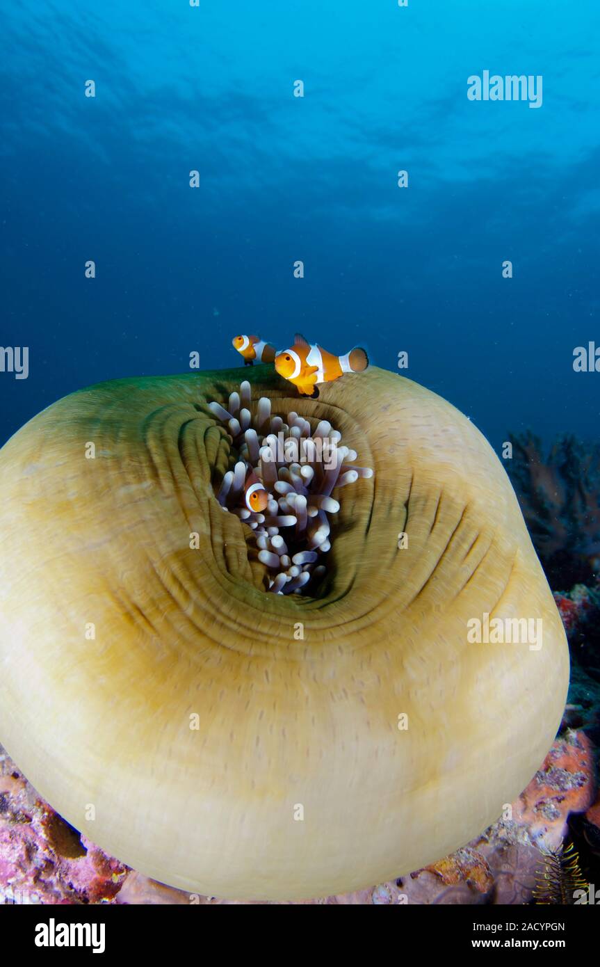 False clown anemonefish, Amphiprion ocellaris, sheltering in a closing ...
