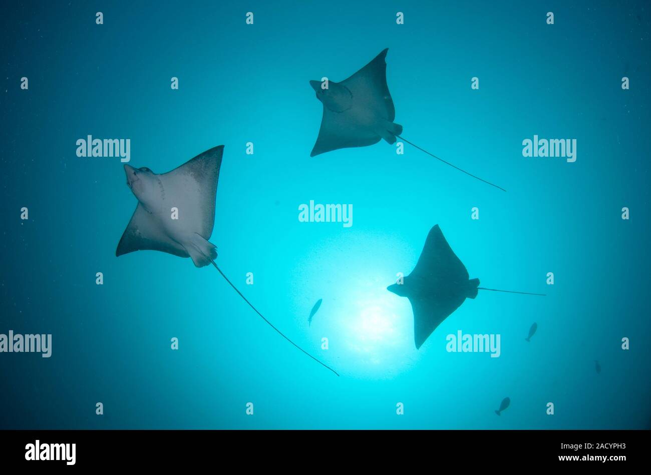A group of spotted eagle rays, Aetobatus narinari, photographed from ...