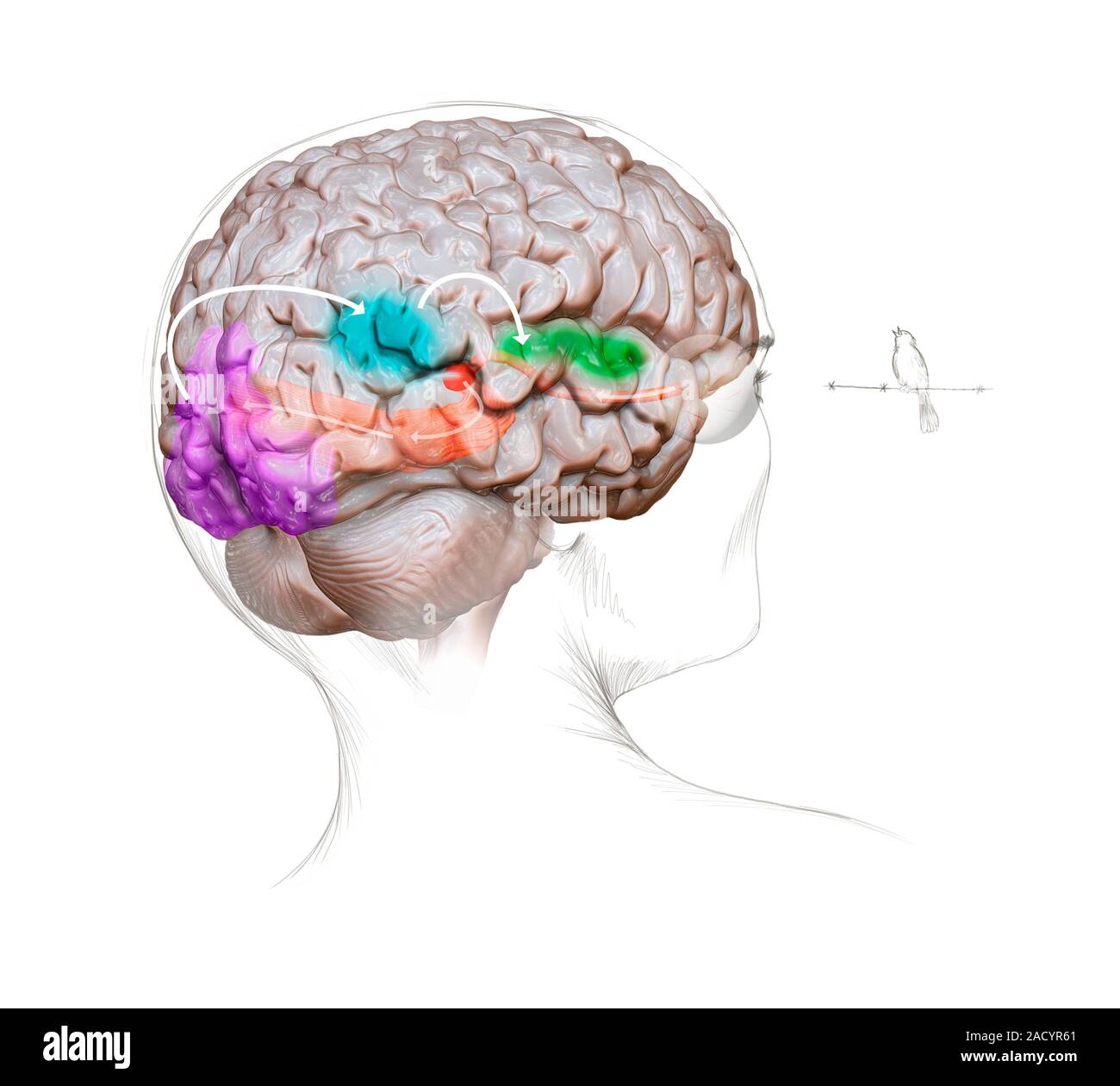 Vision and sound neurology. Illustration of the areas of the brain ...