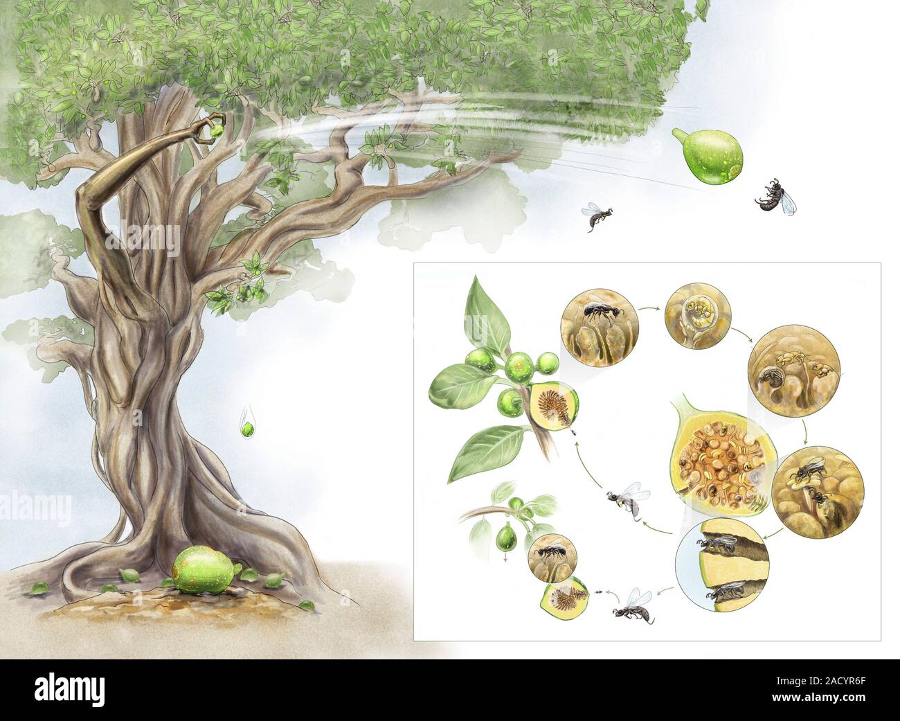 Fig tree-wasp life cycle, conceptual illustration. The common fig ...