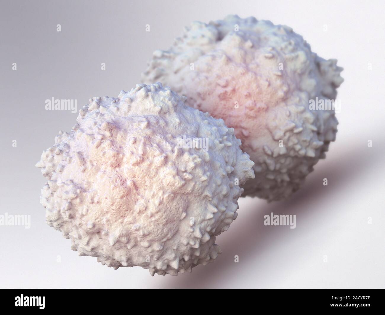 T-lymphocytes, illustration. T lymphocytes, or T cells, are a type of ...