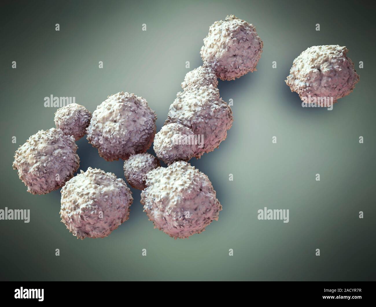 T-lymphocytes, illustration. T lymphocytes, or T cells, are a type of ...