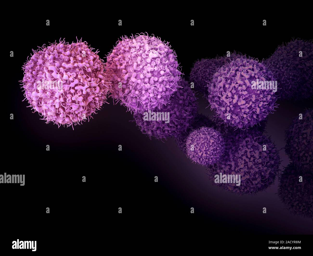 Cancer cells, illustration. Cancerous (malignant) cells divide rapidly ...
