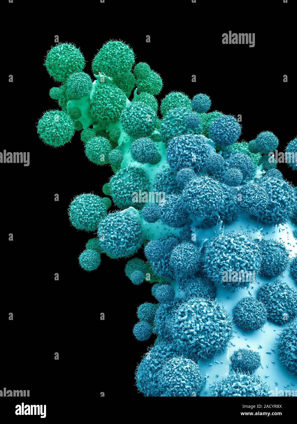 Cancer cells, illustration. Cancerous (malignant) cells divide rapidly ...