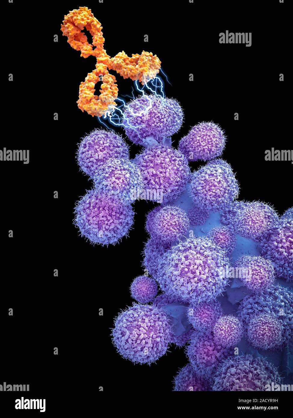 Cancer treatment. Illustration of the monoclonal antibody drug ...